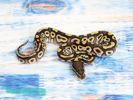 Mojave Het Monsoon Ball Python by Gobble’s Reptiles