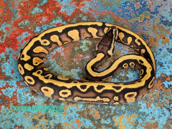 X-tremist Pastel YellowBelly Pos X-treme Gene Ball Python by Gobble’s ...