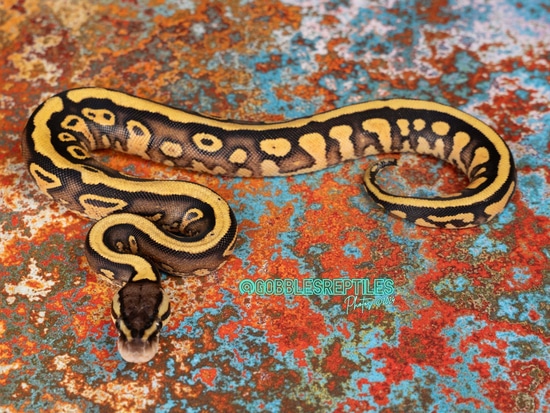 X-tremist YellowBelly Pastel Pos X-treme Gene Ball Python by Gobble’s ...