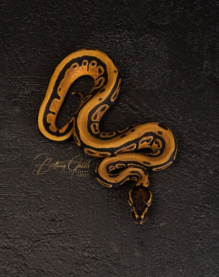 Super X-tremist Ball Python by Gobble’s Reptiles