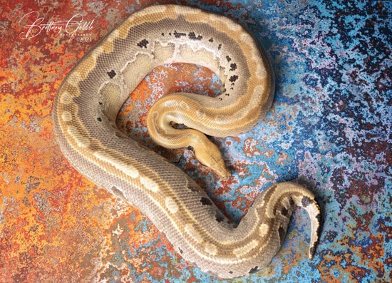 Ultra Platinum Proven Breeder Borneo Borneo Short-Tailed Python by ...