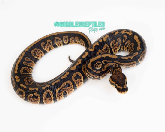 Grim Jedi Het Clown Ball Python by Gobble’s Reptiles