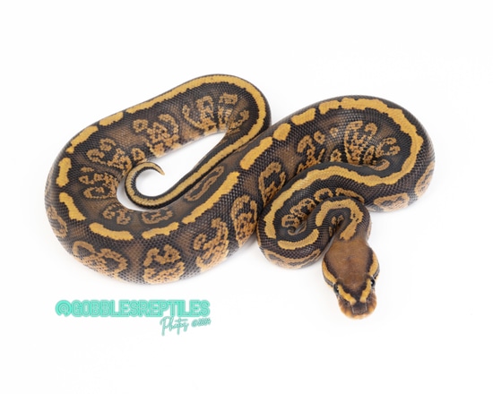 Super Grim Jedi Het Clown Ball Python by Gobble’s Reptiles