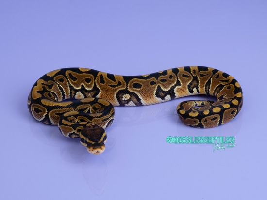 Classic Het Monsoon Ball Python by Gobble’s Reptiles