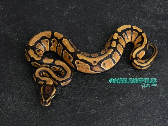 X-Tremist Het Clown Ball Python by Gobble’s Reptiles