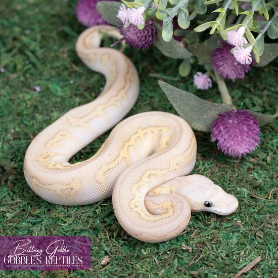 Stranger Butter Pastel Clown PH Monsoon Ball Python by Gobble’s Reptiles