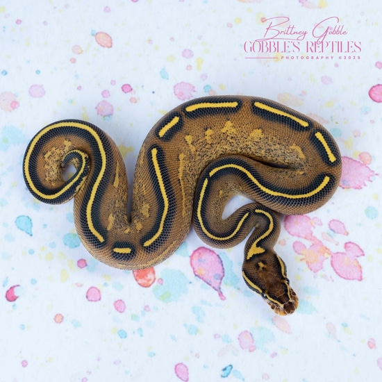 Freeway (Asphalt And YellowBelly) Ball Python by Gobble’s Reptiles