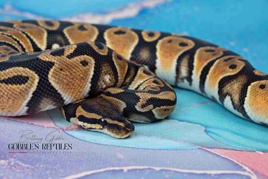 Orange Dream Het Orange Crush Ball Python by Gobble’s Reptiles