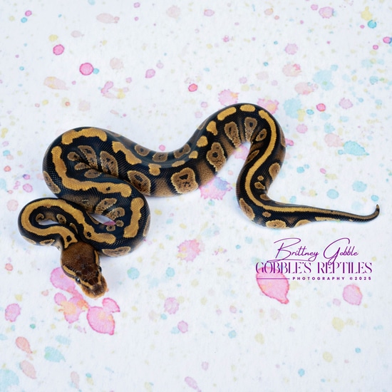 Mahogany Striker Het Clown Ball Python by Gobble’s Reptiles
