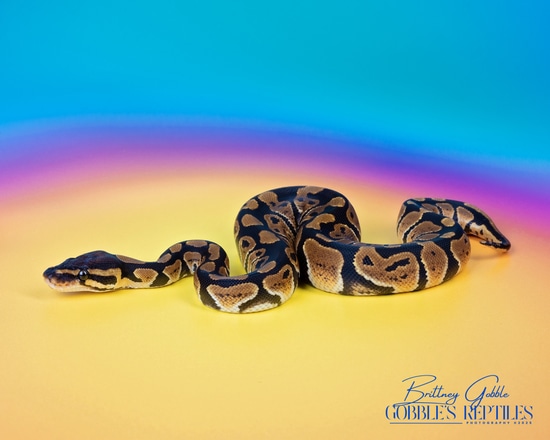 Grim DH Ultramel Clown Ball Python by Gobble’s Reptiles