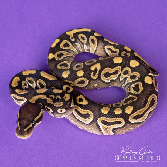 Mojave DH Monsoon/Monarch Ball Python by Gobble’s Reptiles
