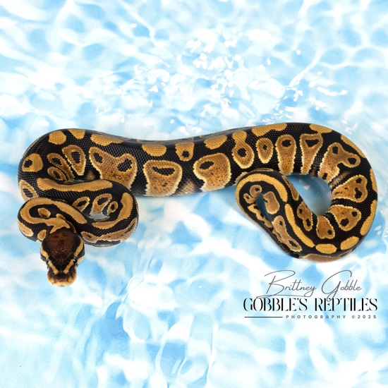 Normal DH Clown/Enhancer (Desert Ghost) Ph G-stripe Ball Python by ...