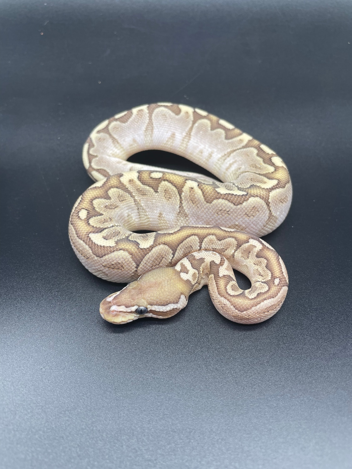 Bamboo Ball Python by A Reptile Dysfunction - MorphMarket
