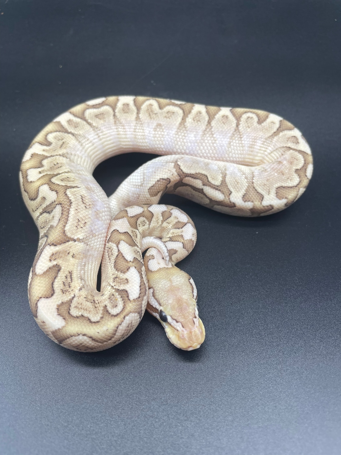 Bamboo Ball Python by A Reptile Dysfunction - MorphMarket
