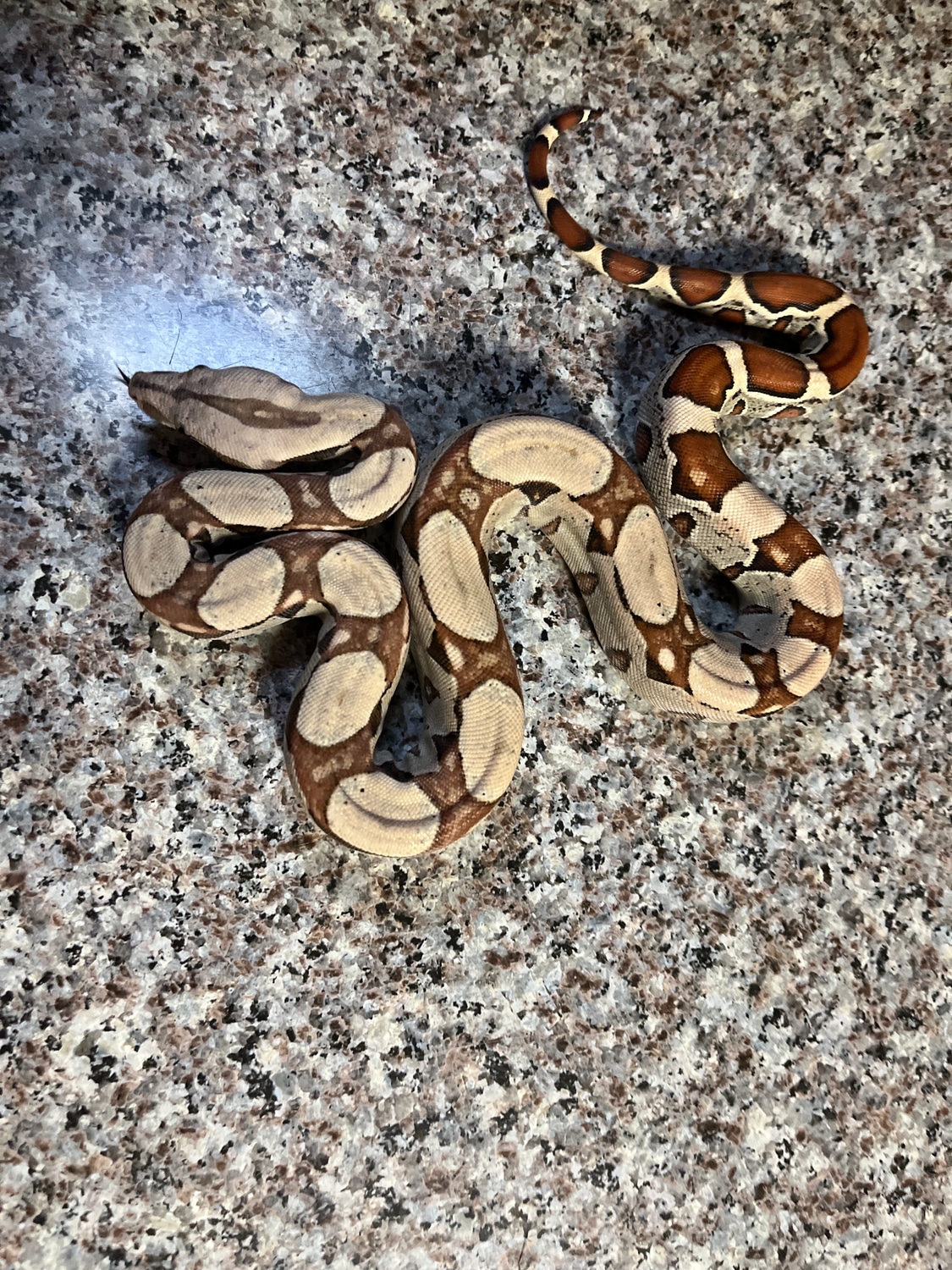 Normal Boa Constrictor by Limbitless Exotics - MorphMarket