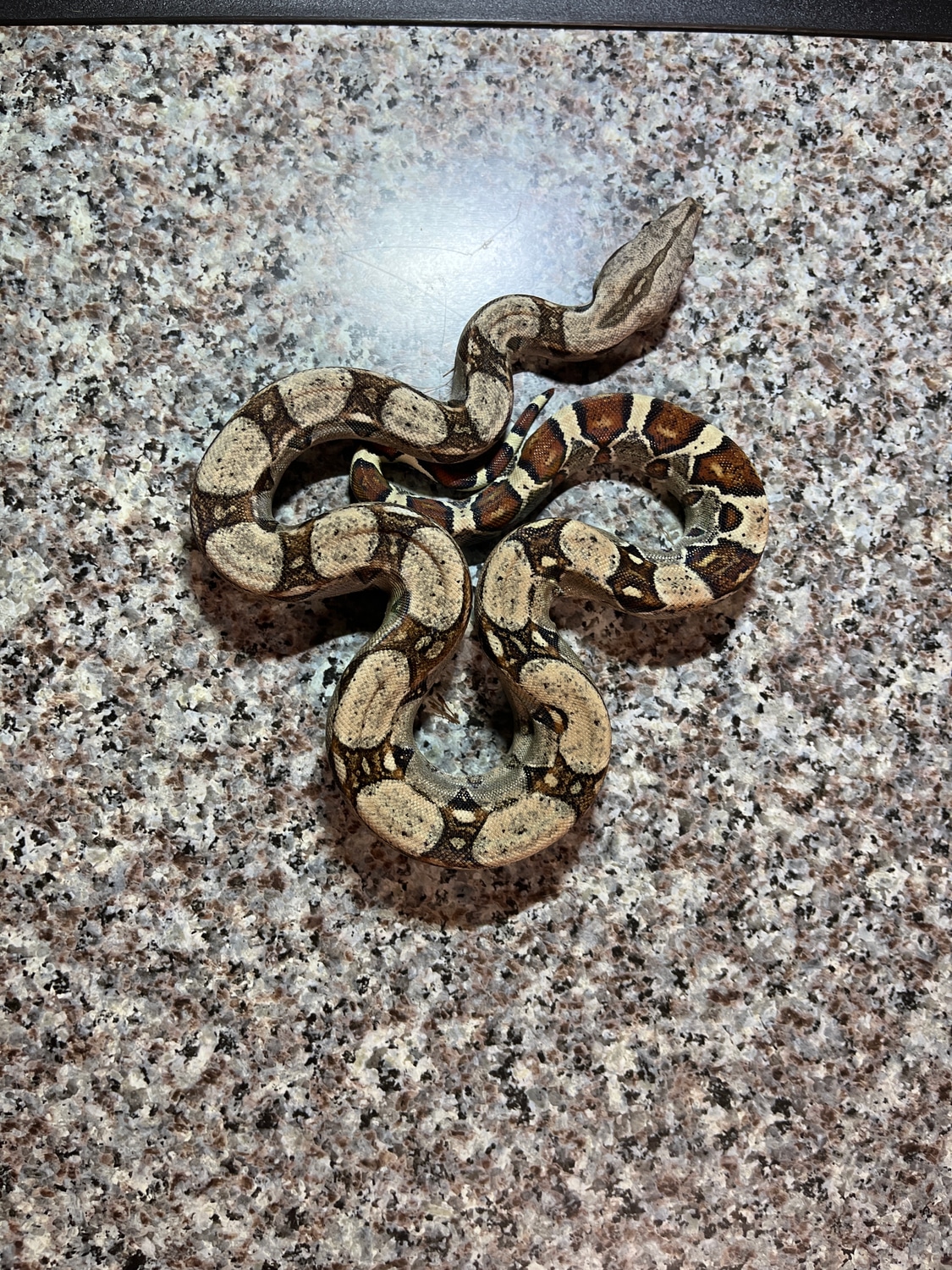 Normal Boa Constrictor by Limbitless Exotics - MorphMarket