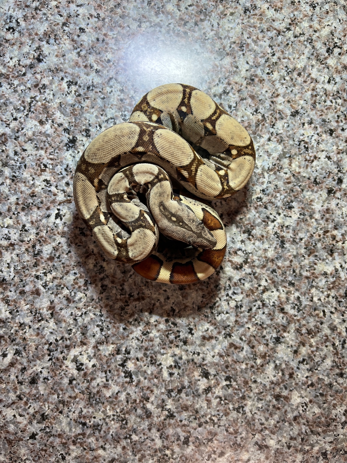 Normal Boa Constrictor by Limbitless Exotics - MorphMarket