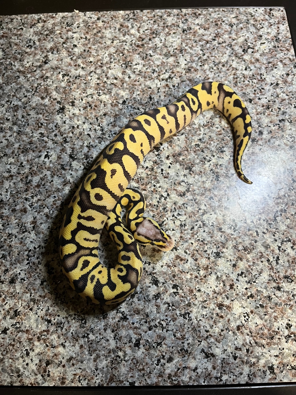 Firefly Het Clown Ball Python by Limbitless Exotics - MorphMarket