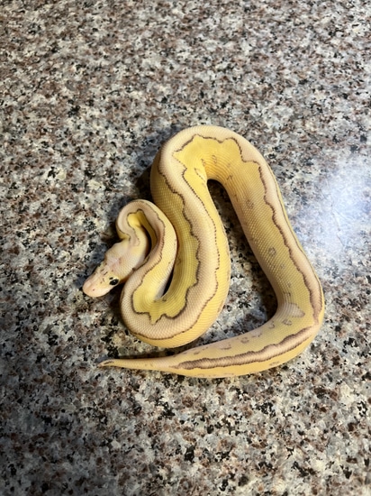 Pastel Fire Lesser Clown Ball Python by Limbitless Exotics