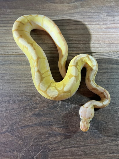 Coral Glow Pastel Spider Pos Enchi Ball Python by Limbitless Exotics
