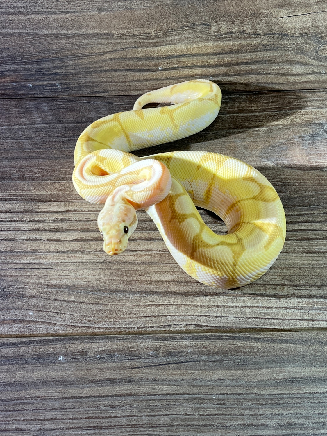 Coral Glow Pastel Spider Pos Enchi Ball Python by Limbitless Exotics ...
