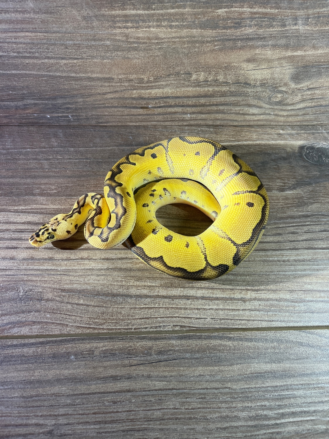 Pastel Clown HET Albino Ball Python by Limbitless Exotics - MorphMarket