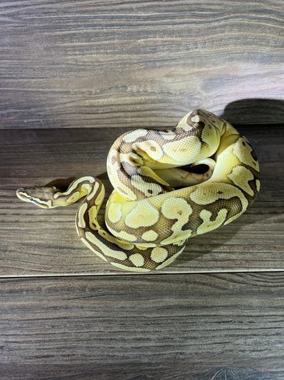 Pastel Lesser Ball Python by Limbitless Exotics