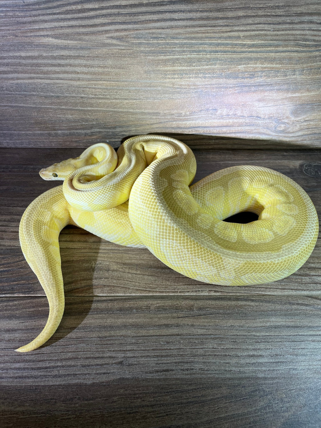 Special Mojave Spider Ball Python by Limbitless Exotics - MorphMarket