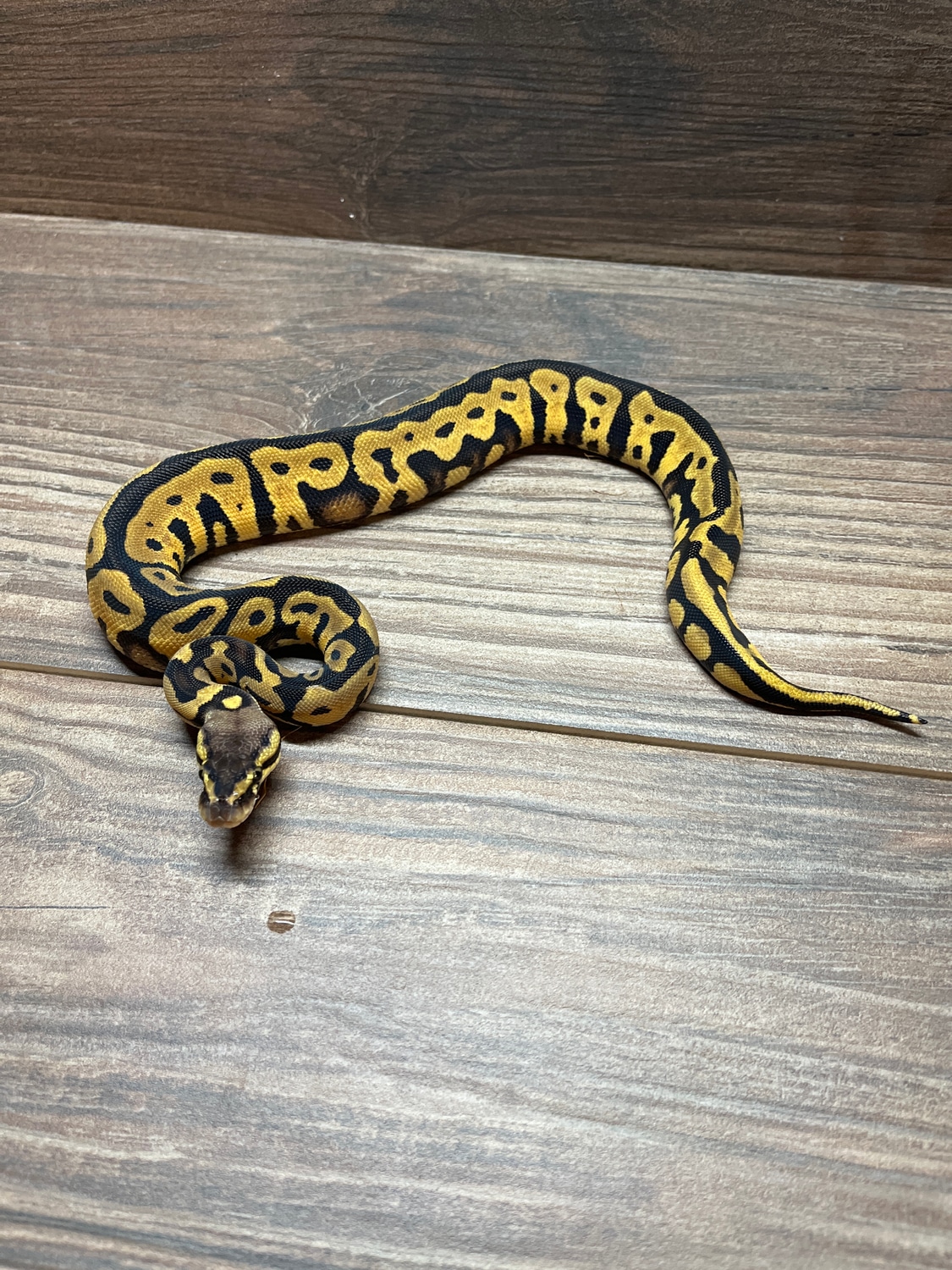 Pastel Ball Python by Limbitless Exotics - MorphMarket