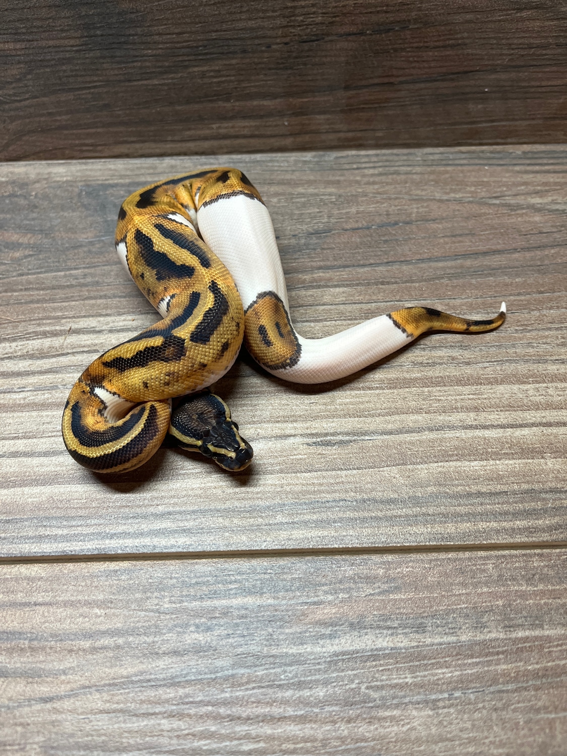 Piebald Ball Python by Limbitless Exotics - MorphMarket