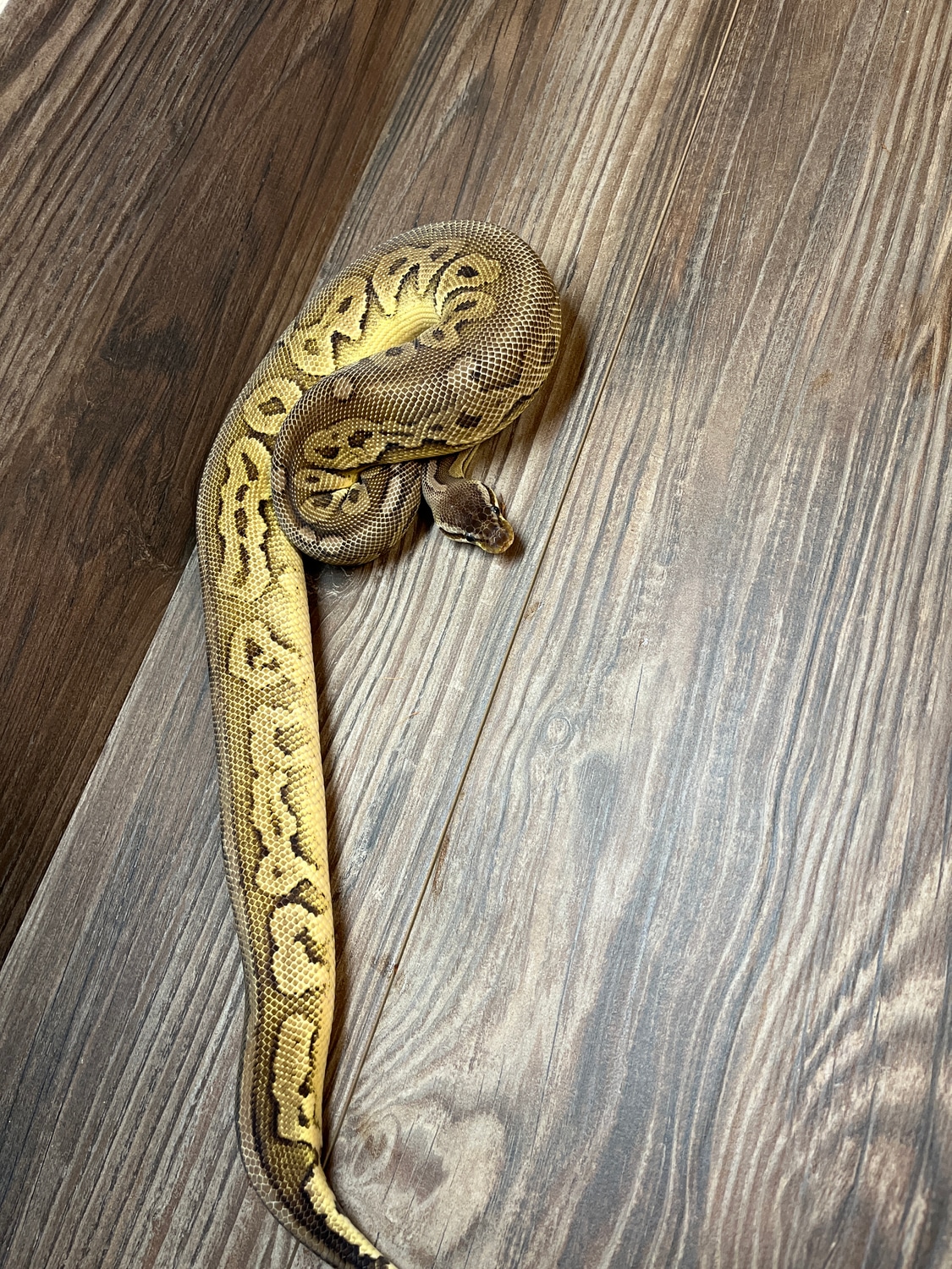 Cinnamon Pastel Ball Python by Limbitless Exotics - MorphMarket