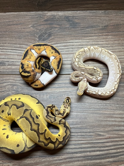 Group Of Ball Pythons by Limbitless Exotics