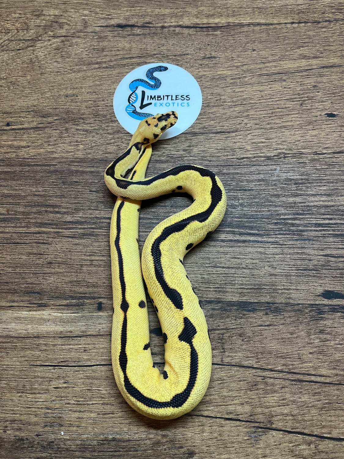 Fire Leopard Spotnose Orange Dream Clown Ball Python by Limbitless ...