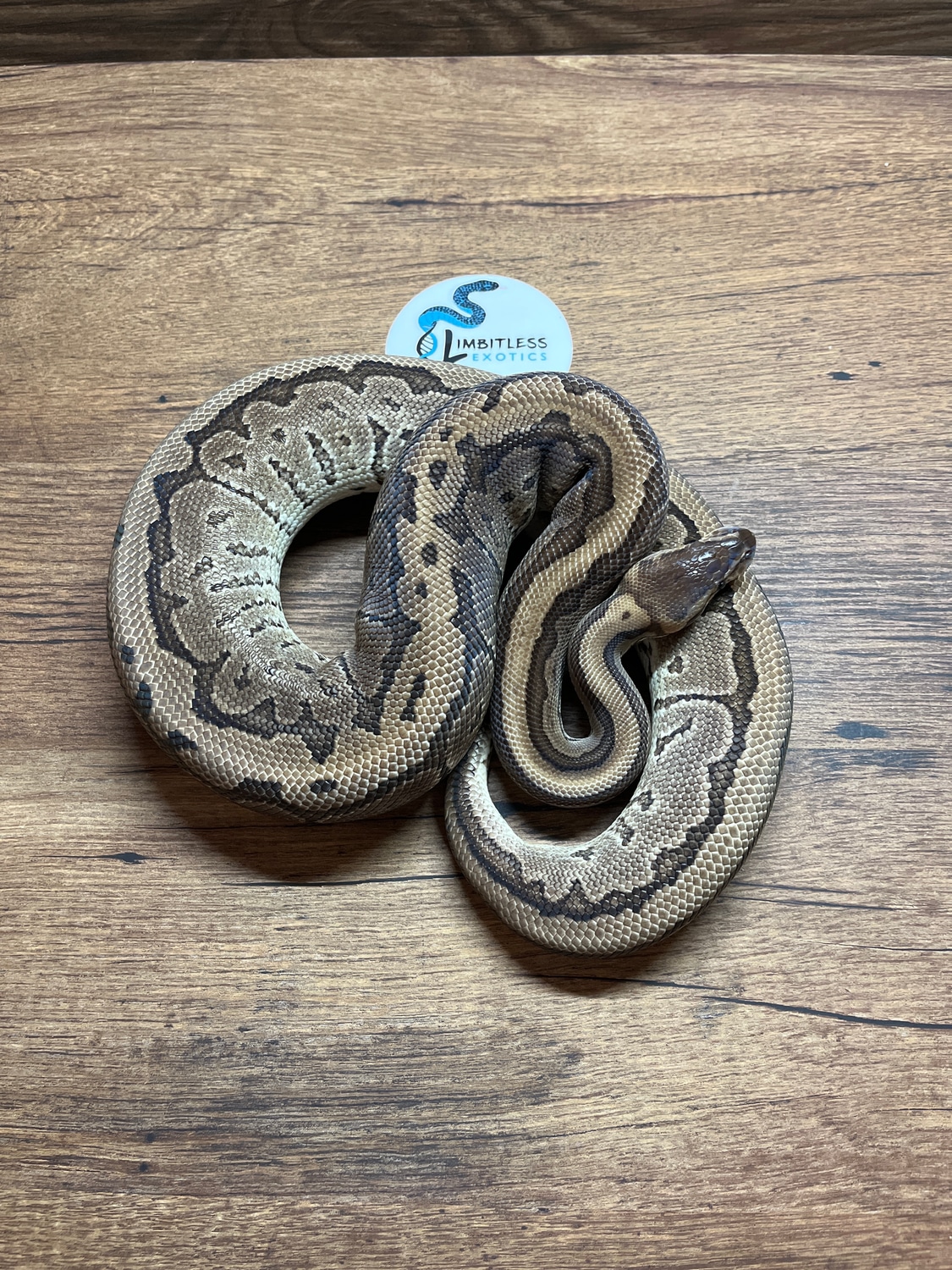 Phantom Pinstripe HET Pied Ball Python by Limbitless Exotics - MorphMarket