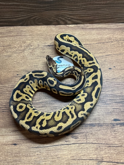 Pastel Leopard Ball Python by Limbitless Exotics