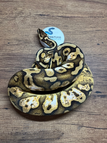 Pastel Sugar Ball Python by Limbitless Exotics