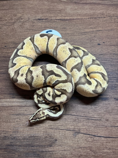 Fire Pastel Enchi Ball Python by Limbitless Exotics