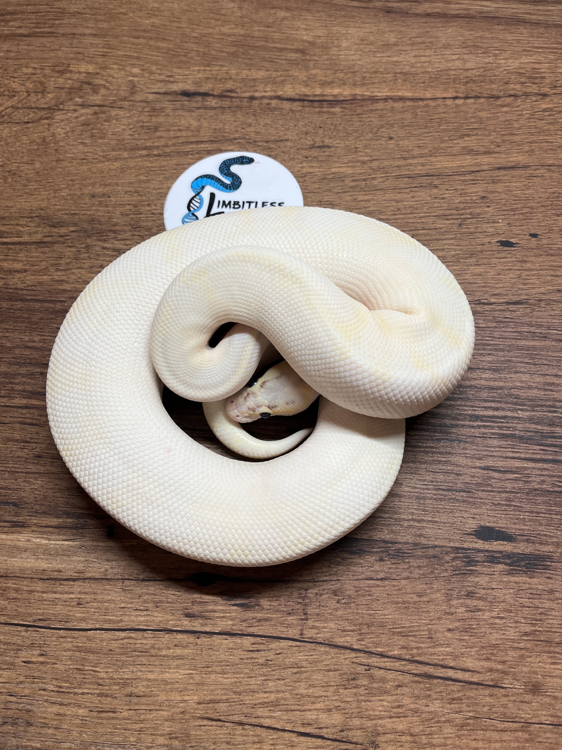 Super Yellowbelly Pastel Enchi Ball Python by Limbitless Exotics - MorphMarket