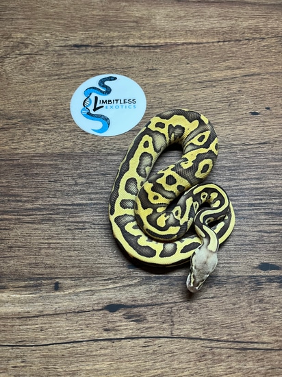Pastel Leopard Het Clown Ball Python by Limbitless Exotics