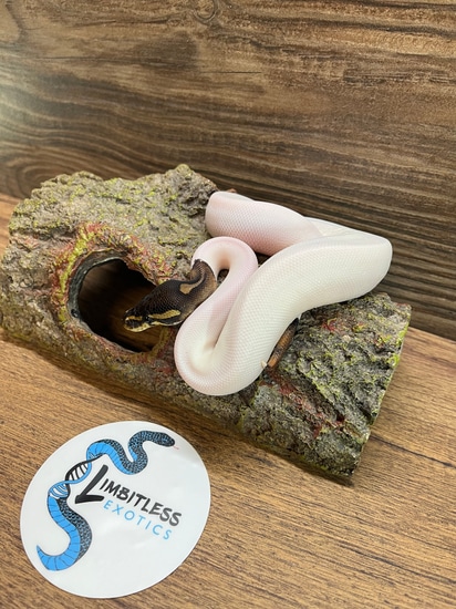 Black Pastel Pied Ball Python by Limbitless Exotics