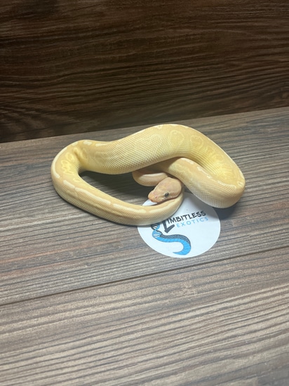 Banana Lesser Sunset Ball Python by Limbitless Exotics