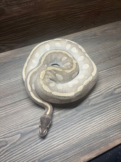 Mystic Mojave Ball Python by Limbitless Exotics