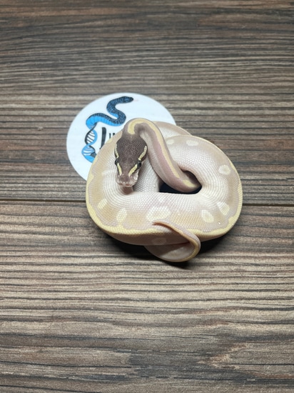 Mystic Mojave Ball Python by Limbitless Exotics