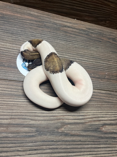 Black Pastel Pastel Pied Ball Python by Limbitless Exotics