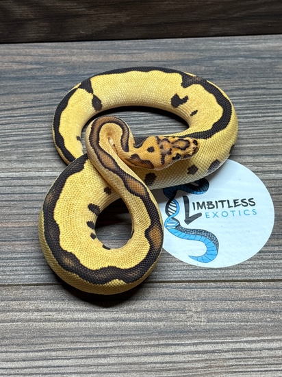 Orange Dream Batman Ball Python by Limbitless Exotics