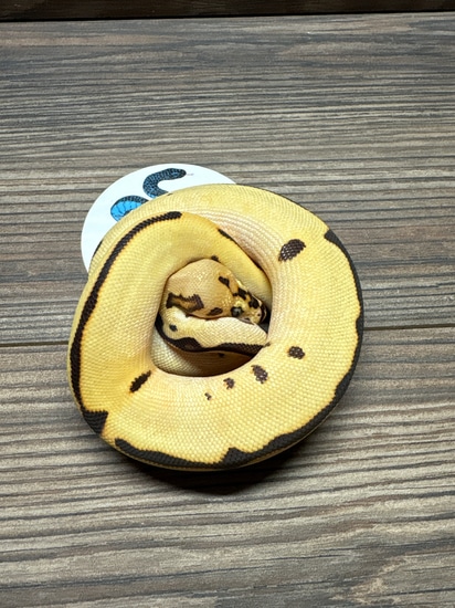 Batman OD Fire Clown Ball Python by Limbitless Exotics