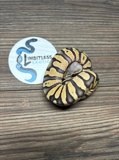 Pastel Chocolate DG Hypo Ball Python by Limbitless Exotics