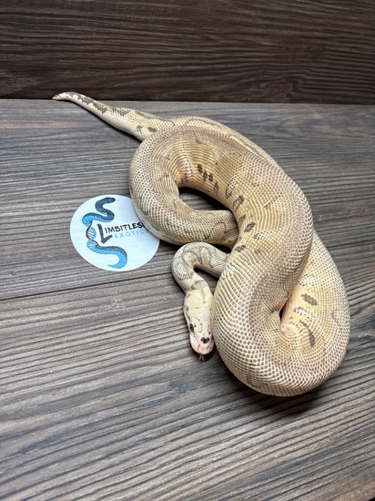 Super Pastel Clown Ball Python by Limbitless Exotics