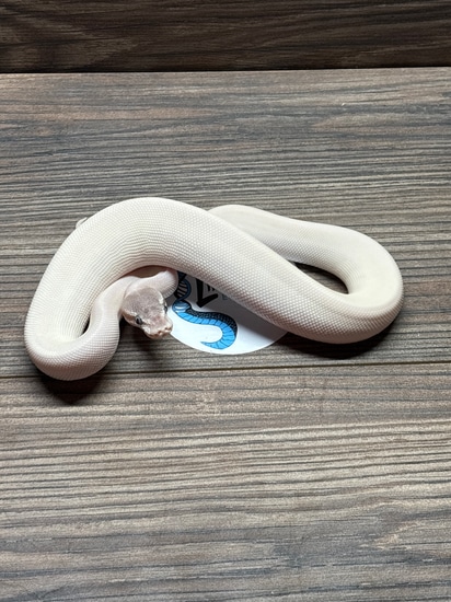 Super Mojave Ball Python by Limbitless Exotics