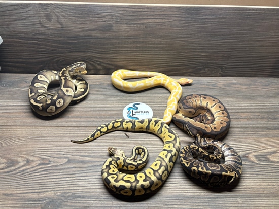 5 Bps Please Read For Genetics Ball Python by Limbitless Exotics